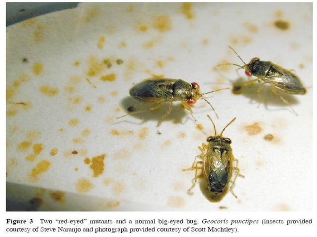 Methods of marking insects | PPT
