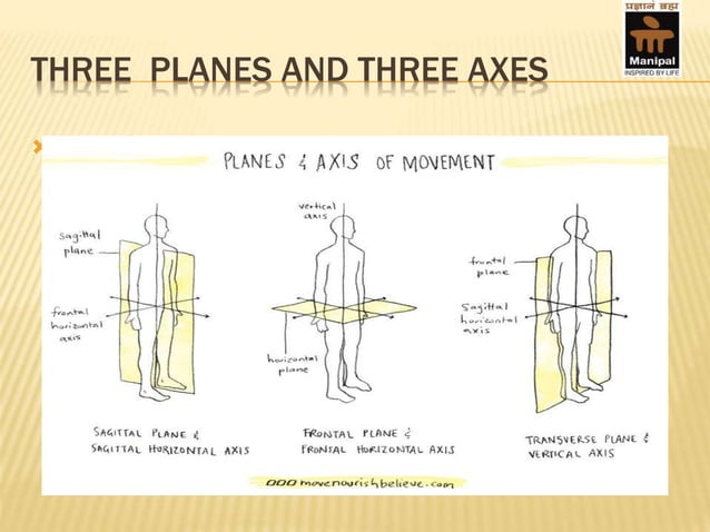 Methods of movements analysis | PPTX