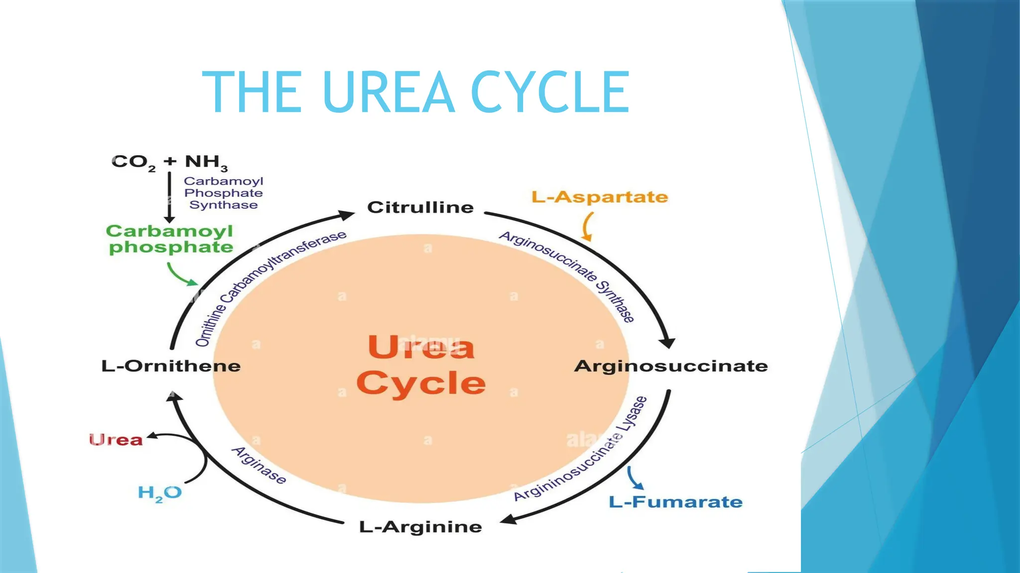 METHODS OF NITROGEN EXCRETION IN DIFFERENT ORGANISMS.pptx