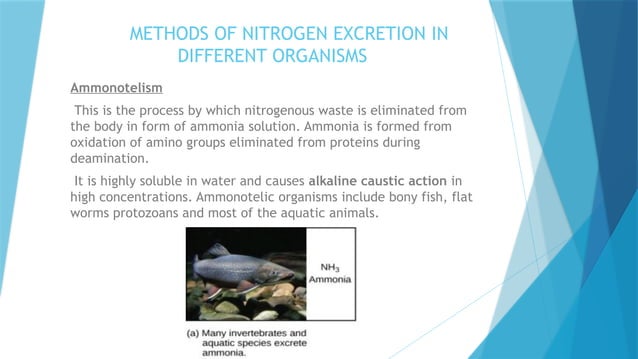 METHODS OF NITROGEN EXCRETION IN DIFFERENT ORGANISMS.pptx