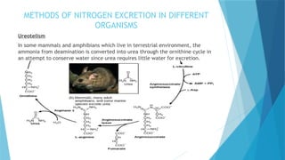 METHODS OF NITROGEN EXCRETION IN DIFFERENT ORGANISMS.pptx
