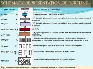 Methods of plant breeding in self pollinating plants | PPTX