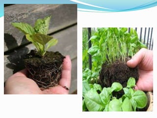 Methods of planting | PPTX