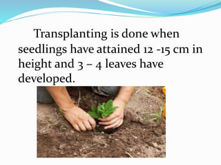 Methods of planting | PPTX