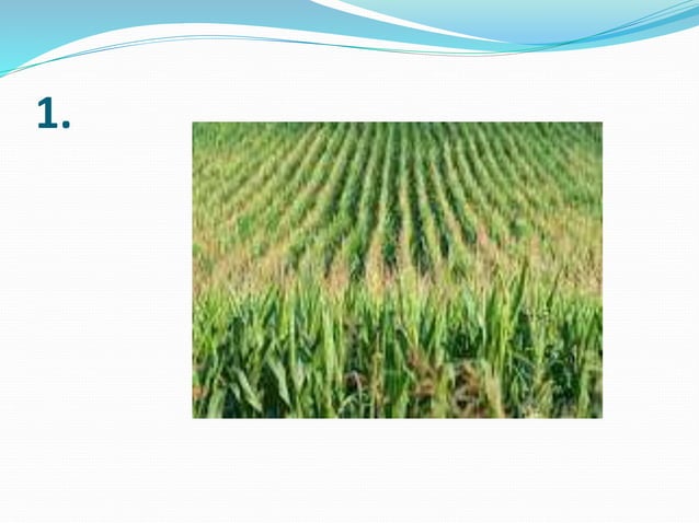 Methods of planting | PPTX