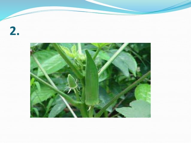 Methods of planting | PPTX