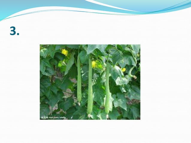 Methods of planting | PPTX