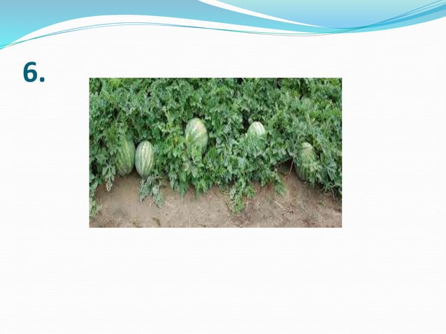 Methods of planting | PPTX