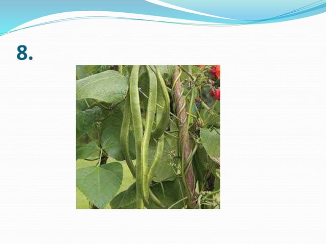 Methods of planting | PPTX