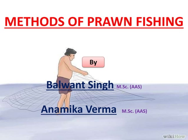 Methods of prawn fishing | PPTX | Fishing Sports | Sports