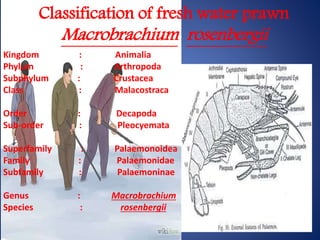 Methods of prawn fishing | PPTX