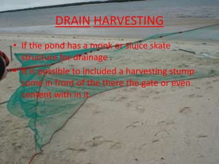 Methods of prawn fishing | PPTX