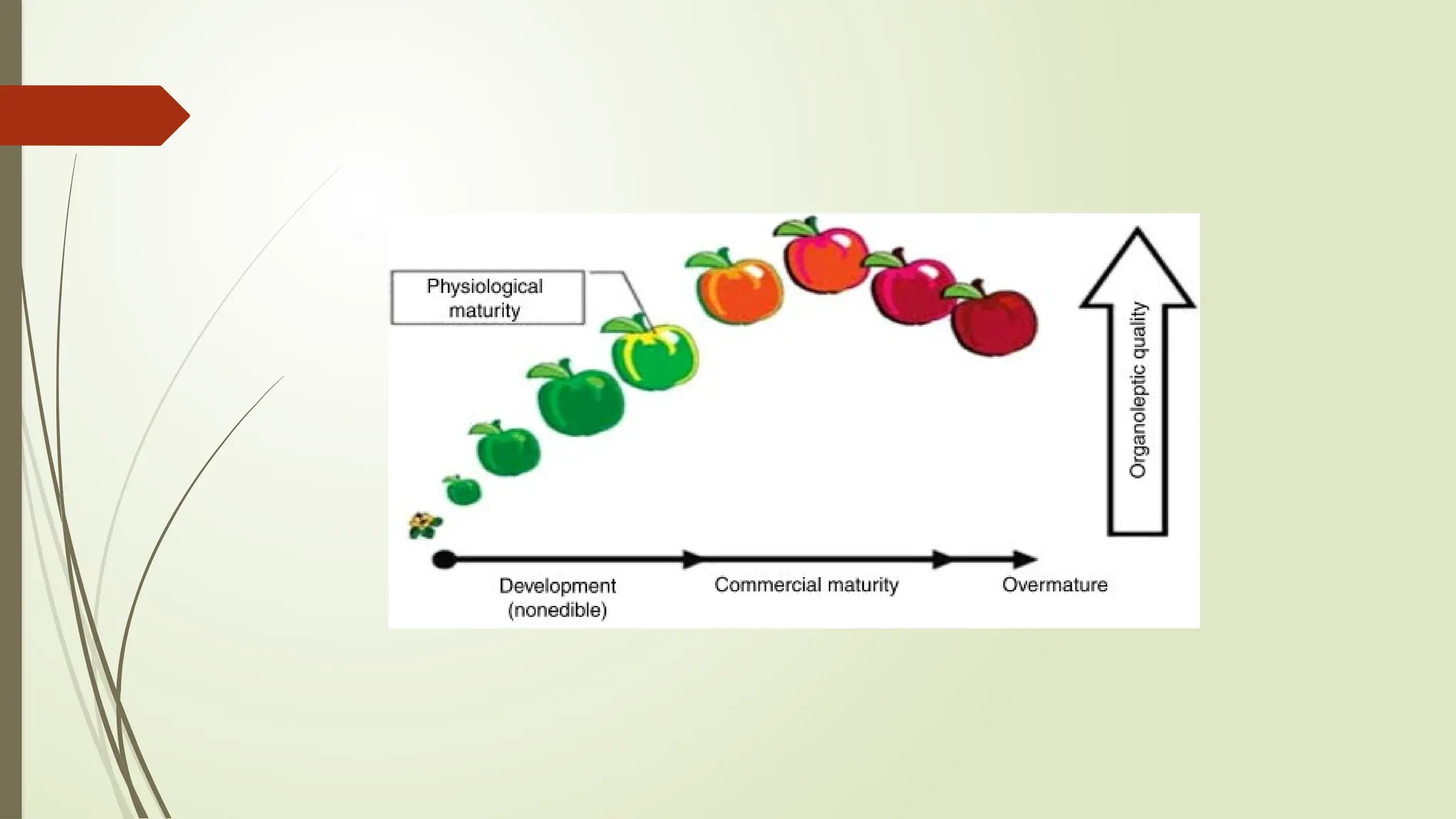 Methods of Precooling(maturity and types of maturity).pptx