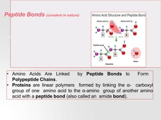 Protien structure and Methods of protein structure determination Rajesh ...