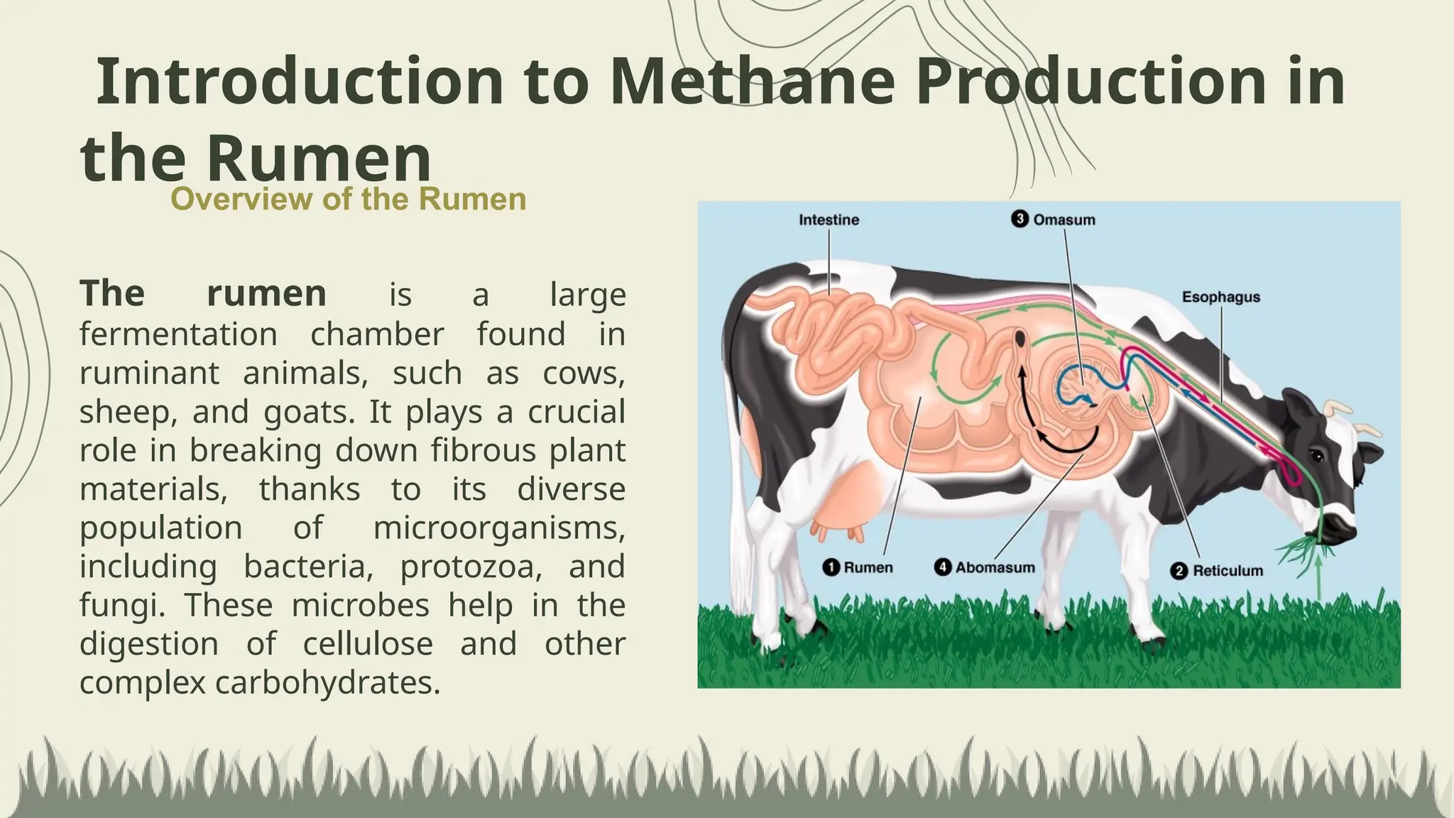 Methods of reducing methane production in rumen.pptx