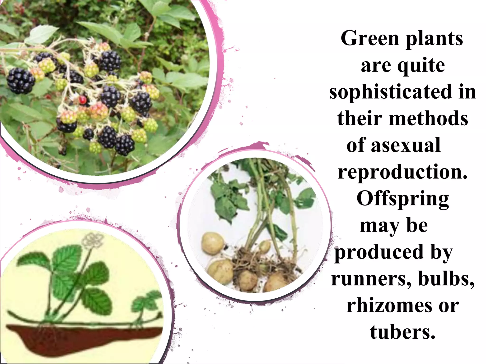 Methods/Modes of reproduction by L.Znerual | PPTX