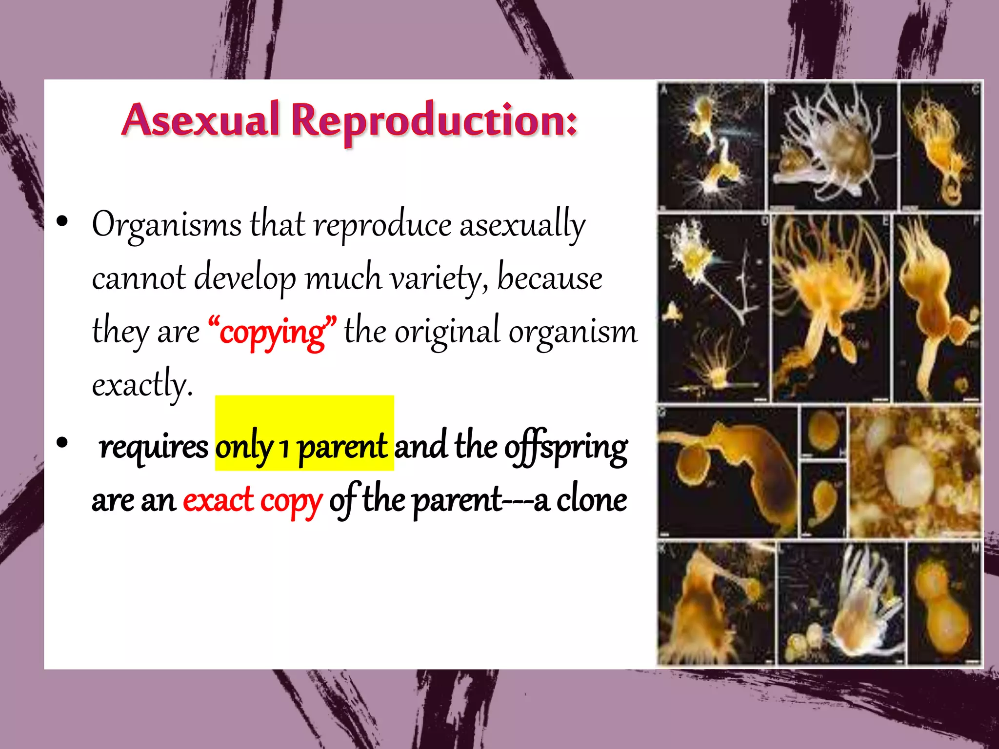 Methods/Modes of reproduction by L.Znerual | PPTX