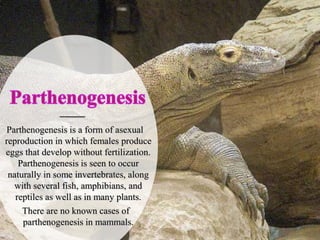 Methods/Modes of reproduction by L.Znerual | PPTX