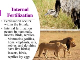 Methods/Modes of reproduction by L.Znerual | PPT