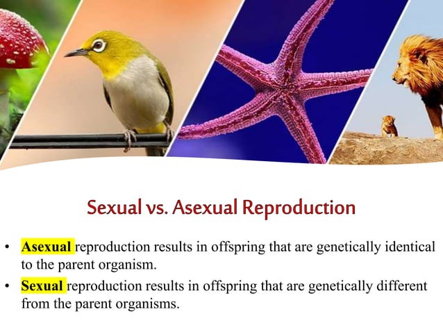 Methods/Modes of reproduction by L.Znerual | PPTX