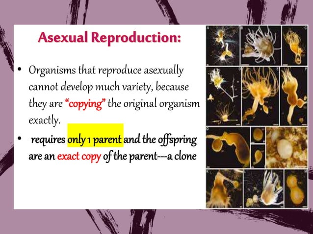 Methods/Modes of reproduction by L.Znerual | PPTX