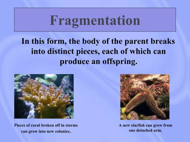 Methods/Modes of reproduction by L.Znerual | PPTX