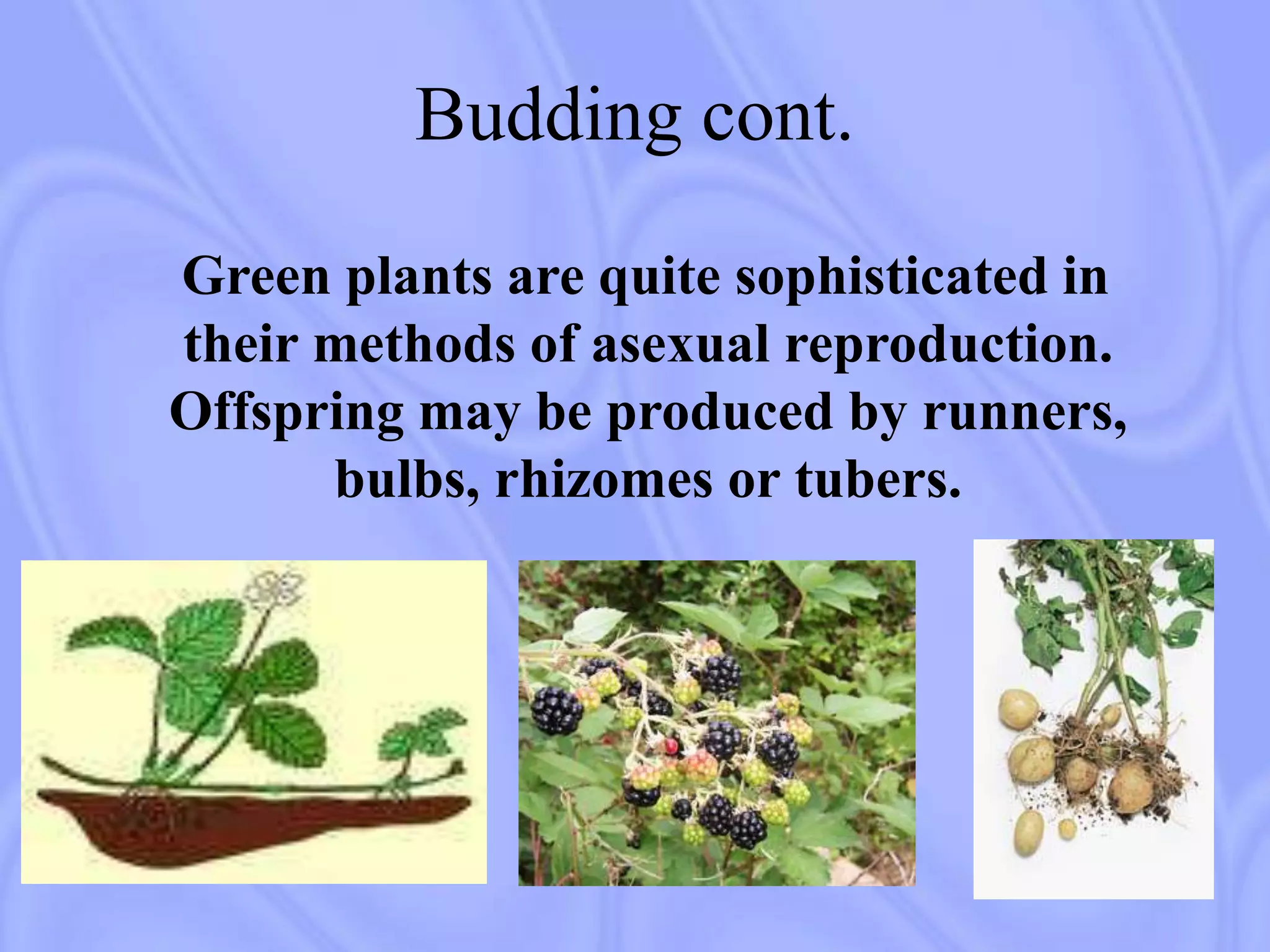 Methods of reproduction file ppt | PPT