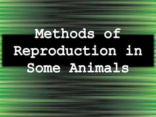 Methods of reproduction in some animals (science) | PPT