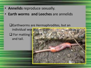 Methods of reproduction in some animals (science) | PPT