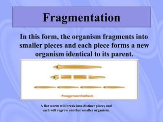 methods_of_reproduction_ppt-2 (1).ppt