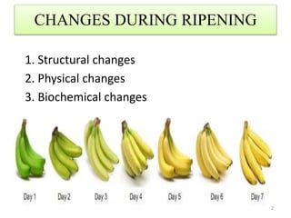 Role of ethylene in fruit ripening | PPTX