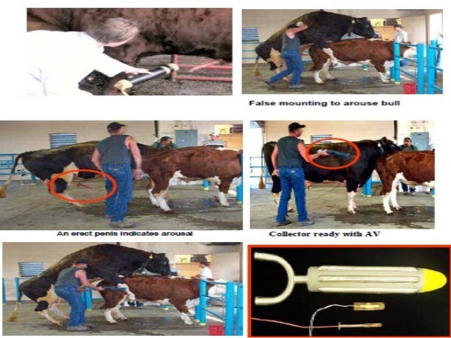 Methods of semen collection in animals