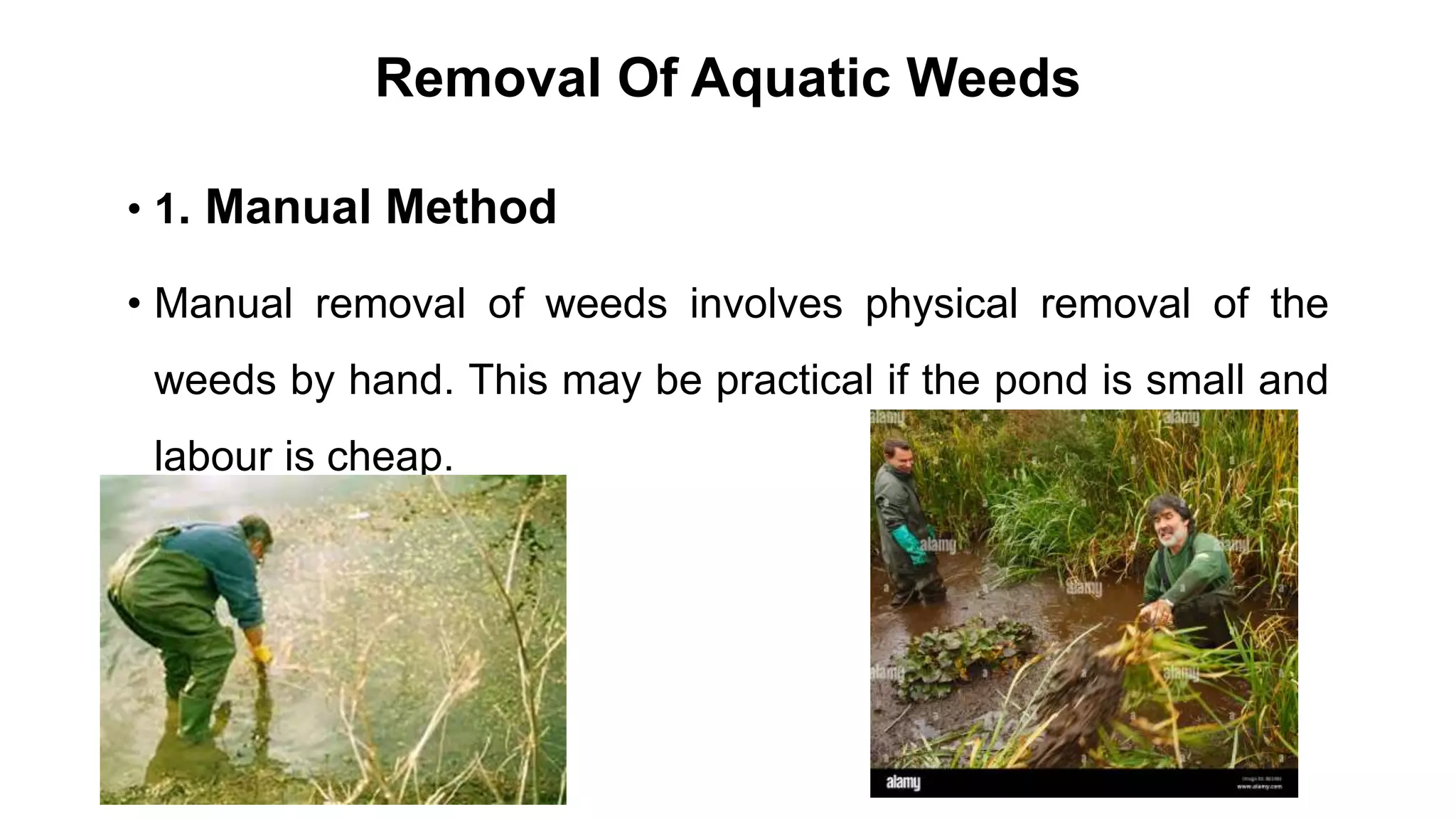 Methods of weederadication in fish pond.pptx
