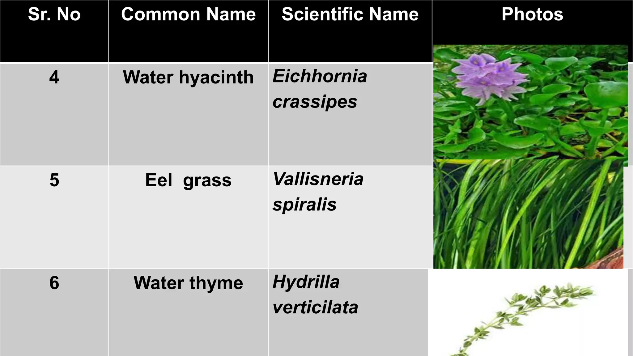 Methods of weederadication in fish pond.pptx