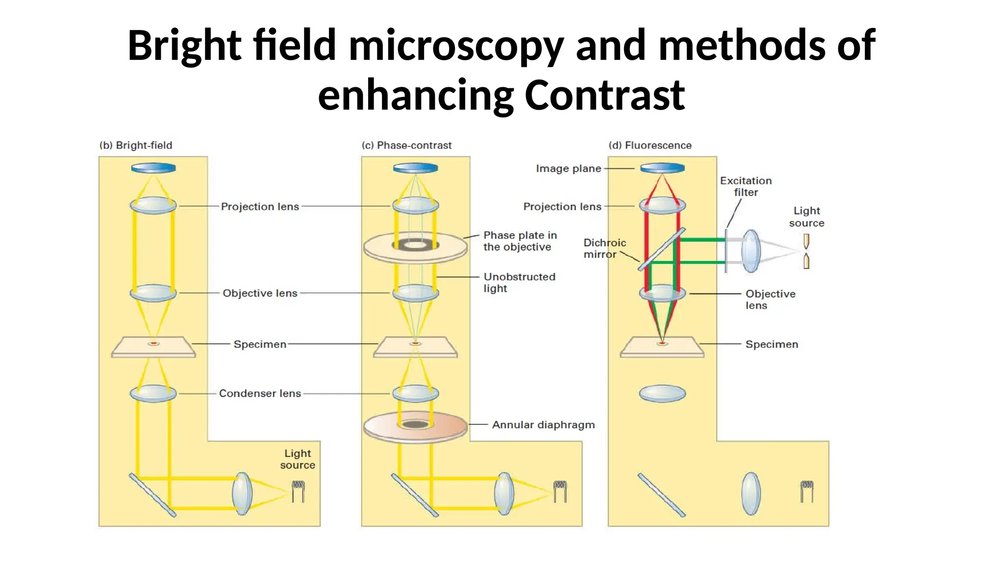 METHODS TO DEMONSTRATE STRUCTURE ^0 FUNCTION OF CELLS.pptx | Photography | Arts and Crafts