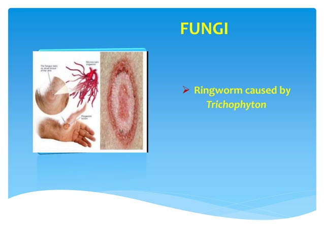 Methods to detect potability of water sample | PDF | Infectious ...