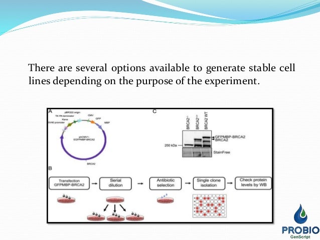 Methods to Generate Stable Cell Lines.pptx