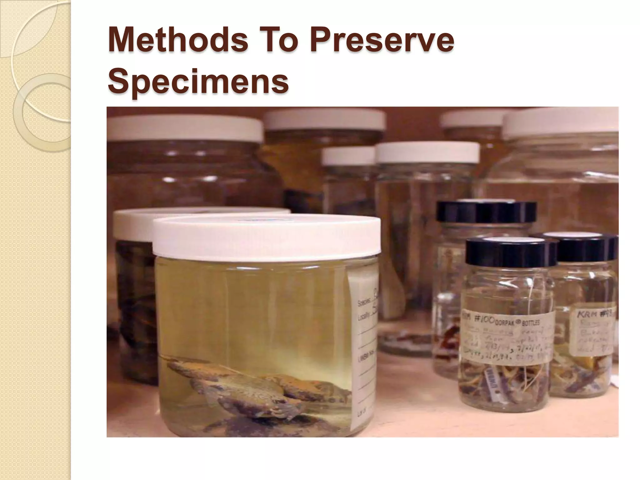 Methods to preserve specimens | PPTX