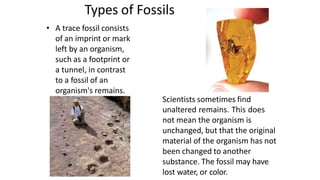 Different Methods to study evolution.pptx