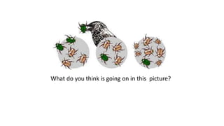 Different Methods to study evolution.pptx