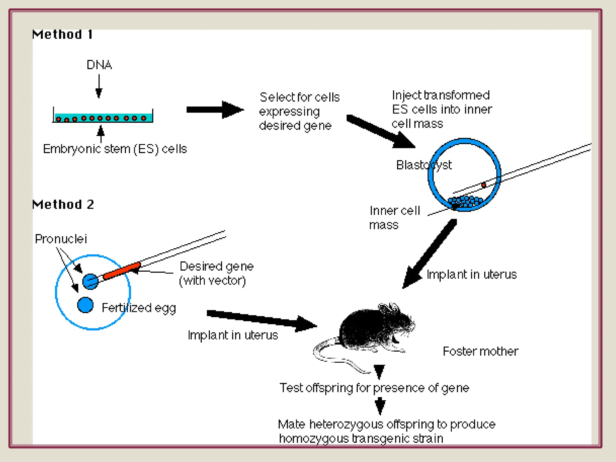 Methods used for animals-DNA micro injection.pptx