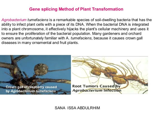 The methods of plants transformation