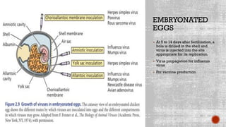 METHOD USED IN VIROLOGY.pptx.pdf_Adoximenes | PDF