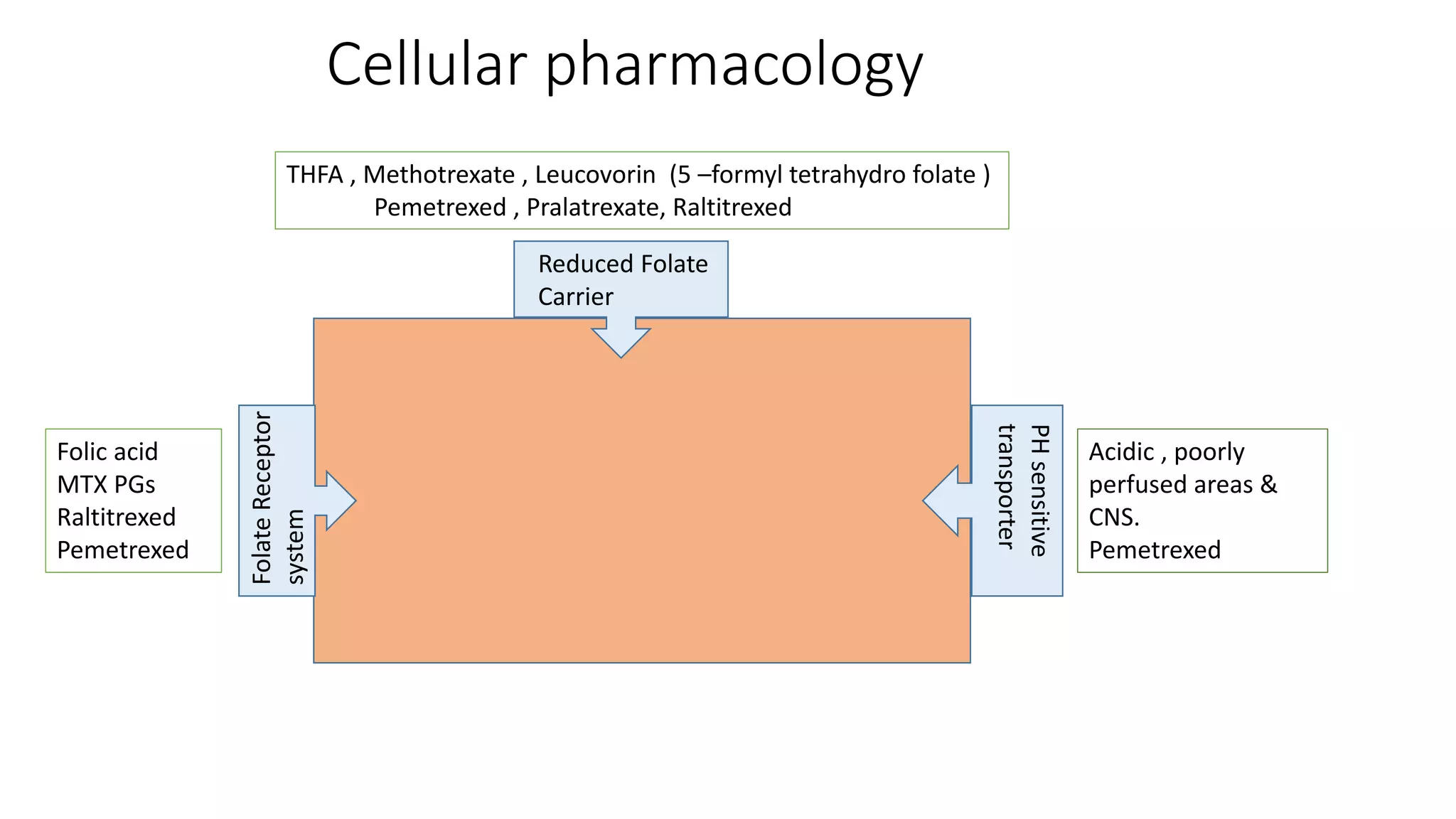 Methotrexate | PPTX