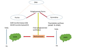 Methotrexate | PPTX