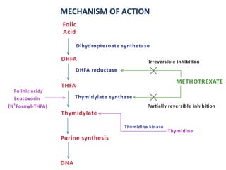 Methotrexate Mechanism Of Action Schematic