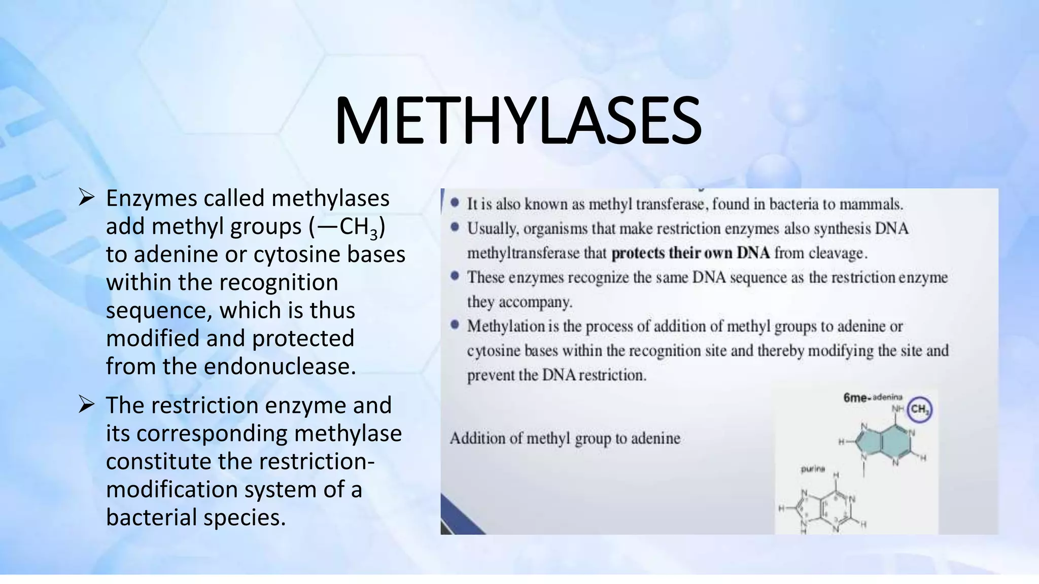Methylases | PPTX