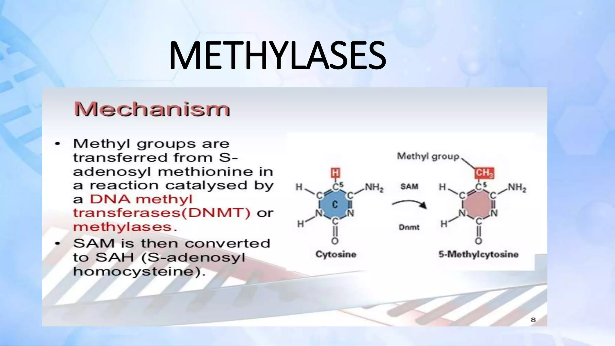 Methylases | PPTX