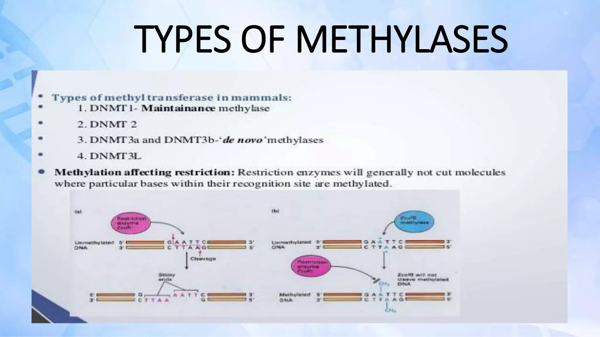 Methylases | PPTX