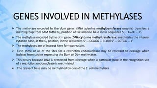 Methylases | PPTX